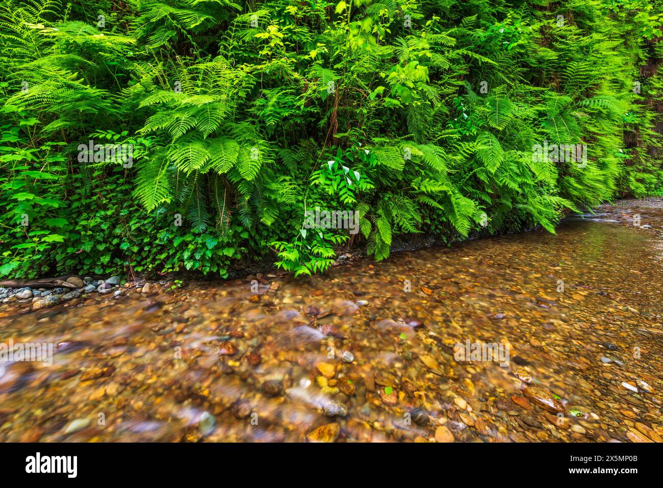 Fern Canyon, Prairie Creek Redwoods State Park, California, USA Stock ...
