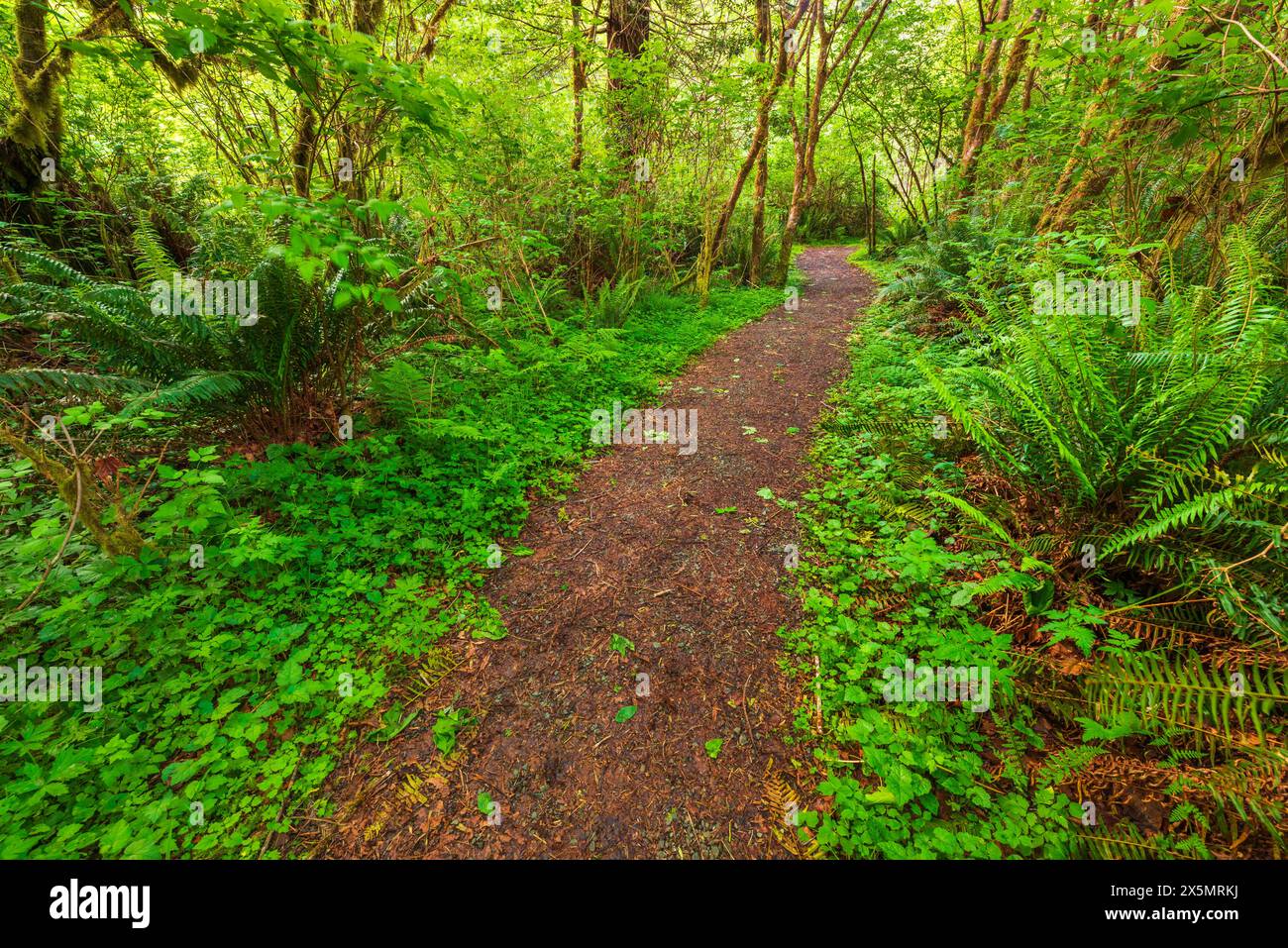 Redwood Access Trail at Prairie Creek Redwoods State Park, California ...
