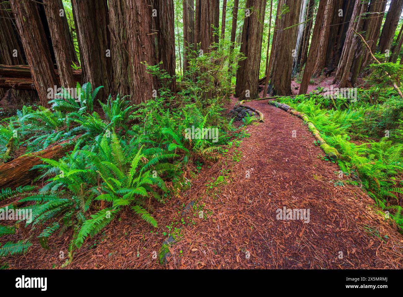 Redwood Access Trail at Prairie Creek Redwoods State Park, California ...