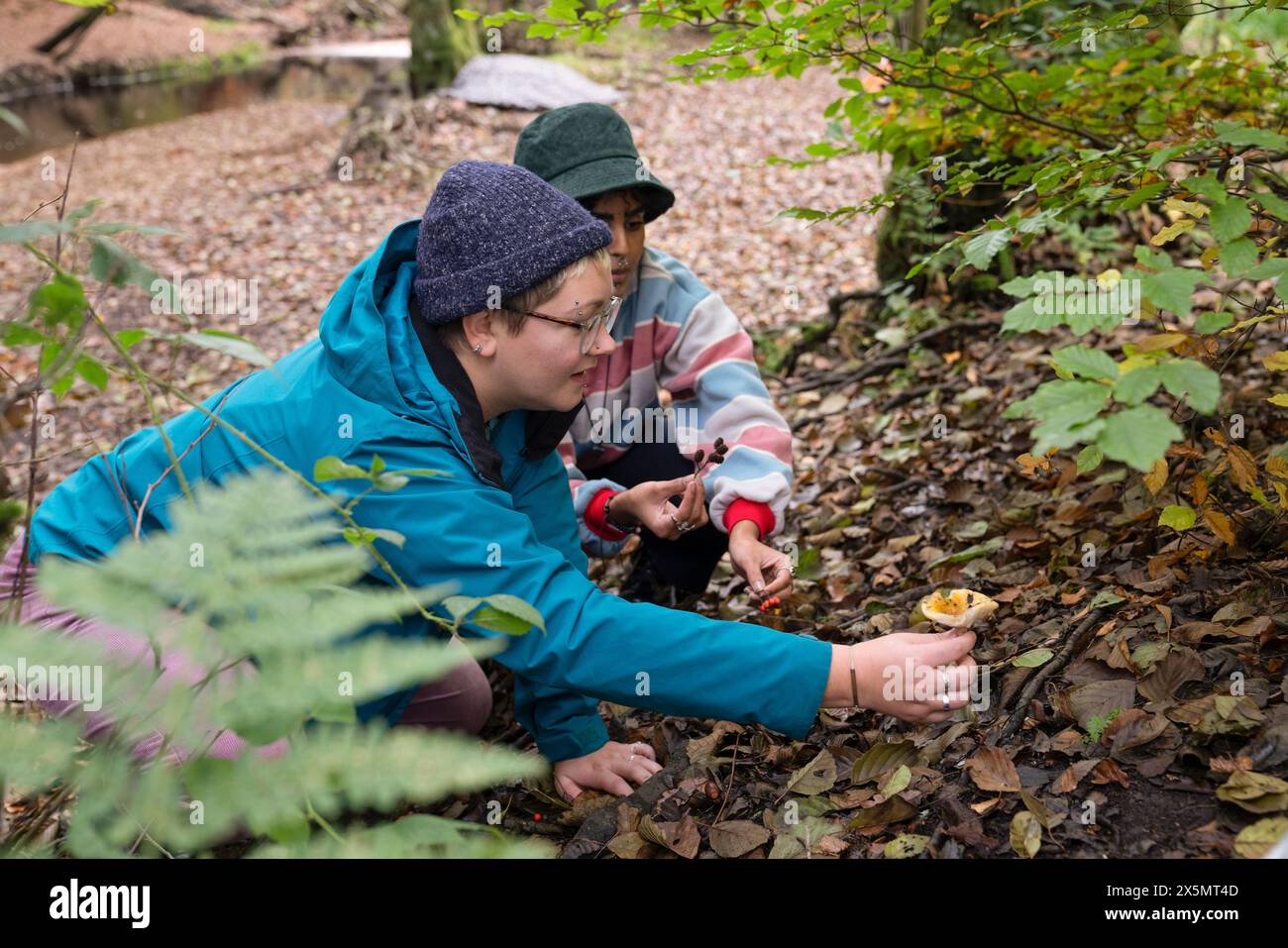 Go for mushrooms hi-res stock photography and images - Alamy