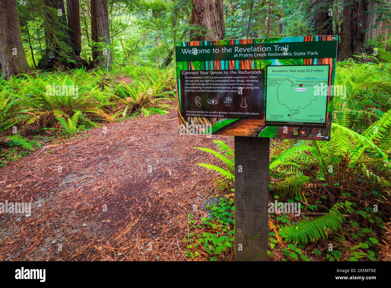 Trail sign at Prairie Creek Redwoods State Park, California, USA ...