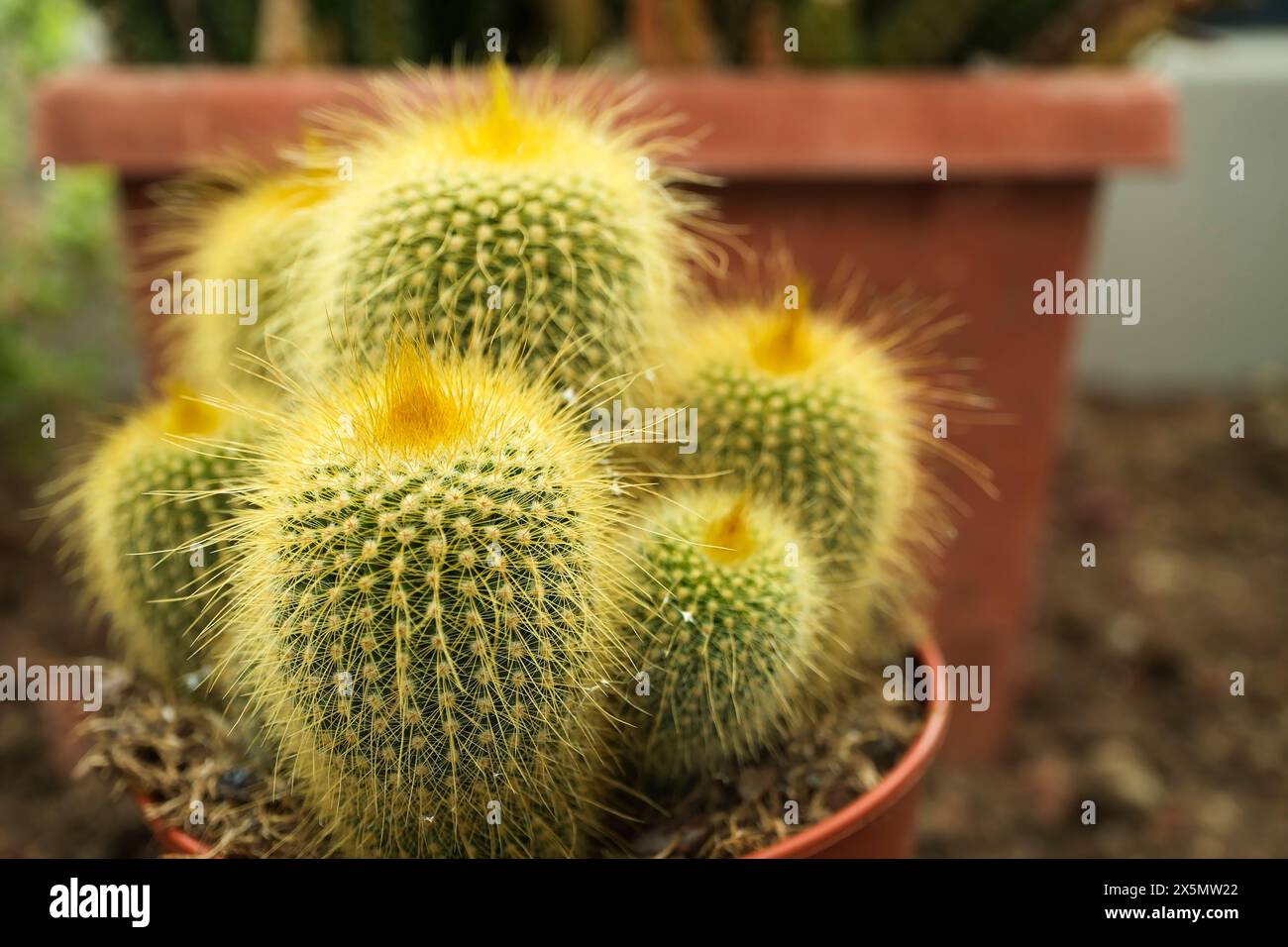 An exotic cactus covered with thin yellow spines, close-up photo Stock ...