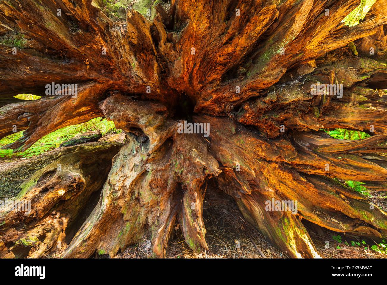 Roots of a downed coast redwood, Jedediah Smith Redwoods State Park ...