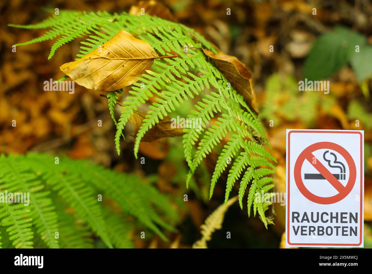No smoking sign outdoor in a forest Stock Photo - Alamy