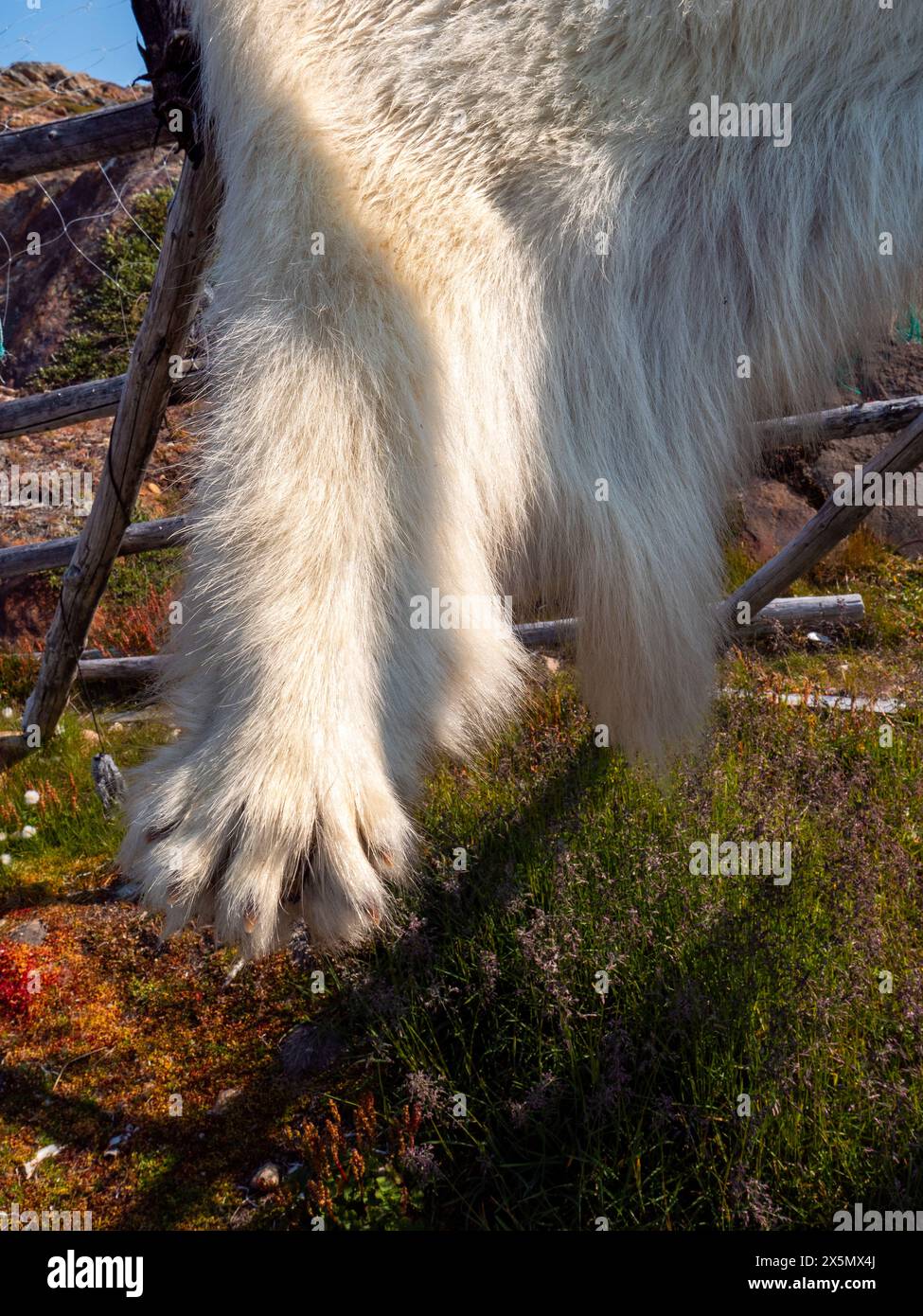 A polar bear paw on a stretched polar bear pelt Stock Photo - Alamy