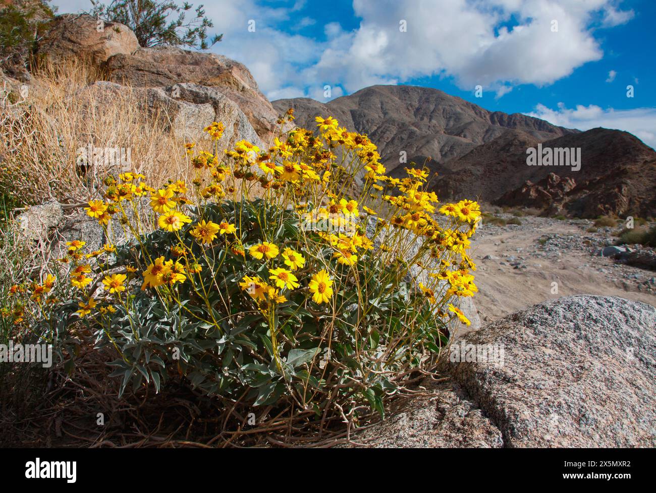 Fargo Canyon springtime wildflowers, California Stock Photo - Alamy