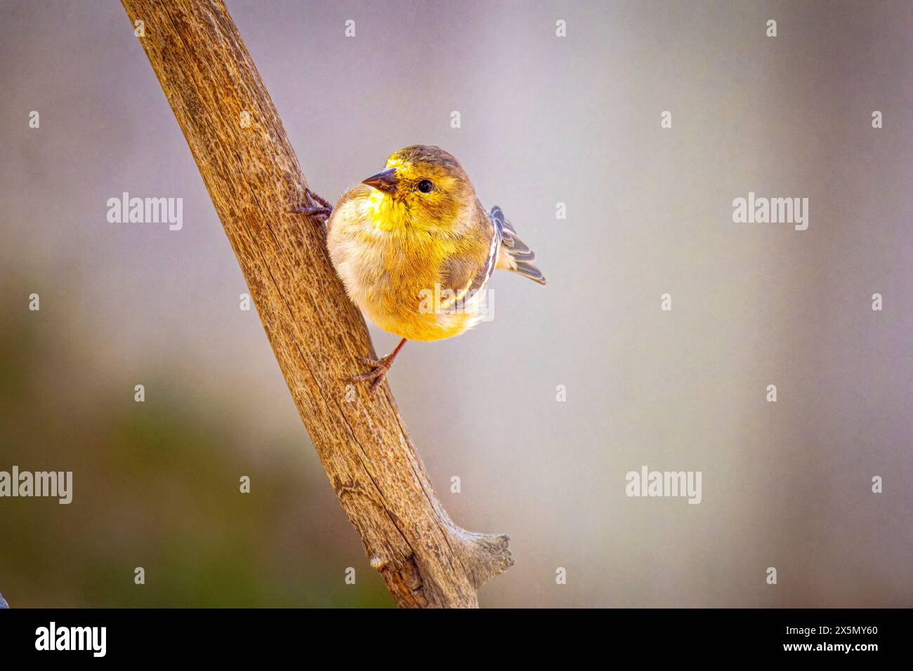 USA, Colorado, Fort Collins. Female American goldfinch bird in tree ...
