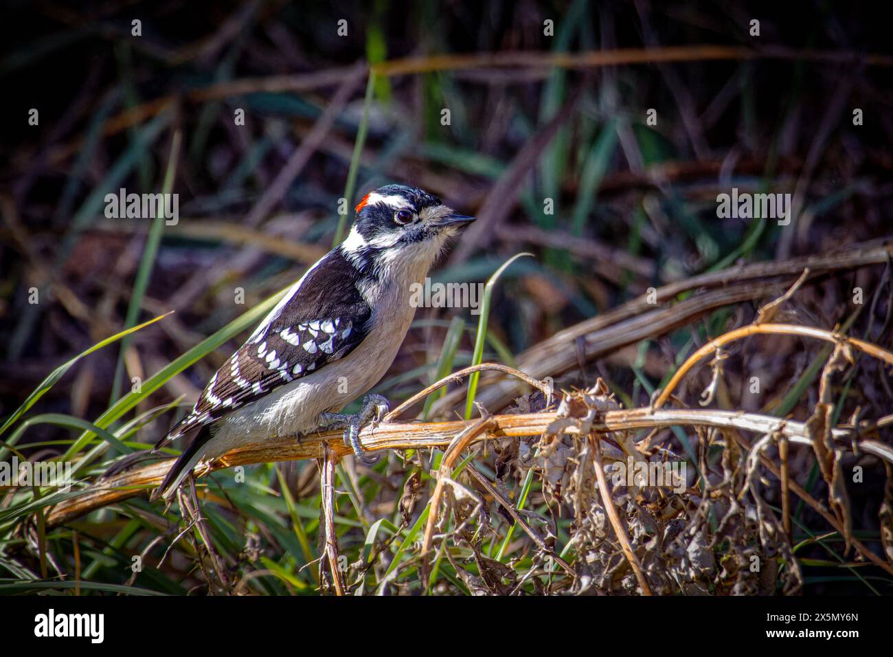 USA, Colorado, Fort Collins. Male downy woodpecker bird Stock Photo - Alamy