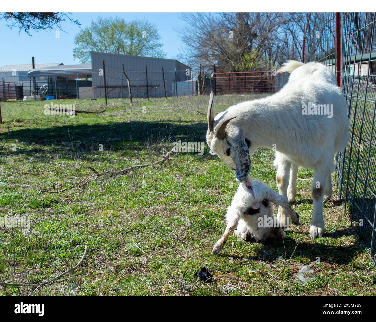Goat mother feeding cleaning newborn hi-res stock photography and ...