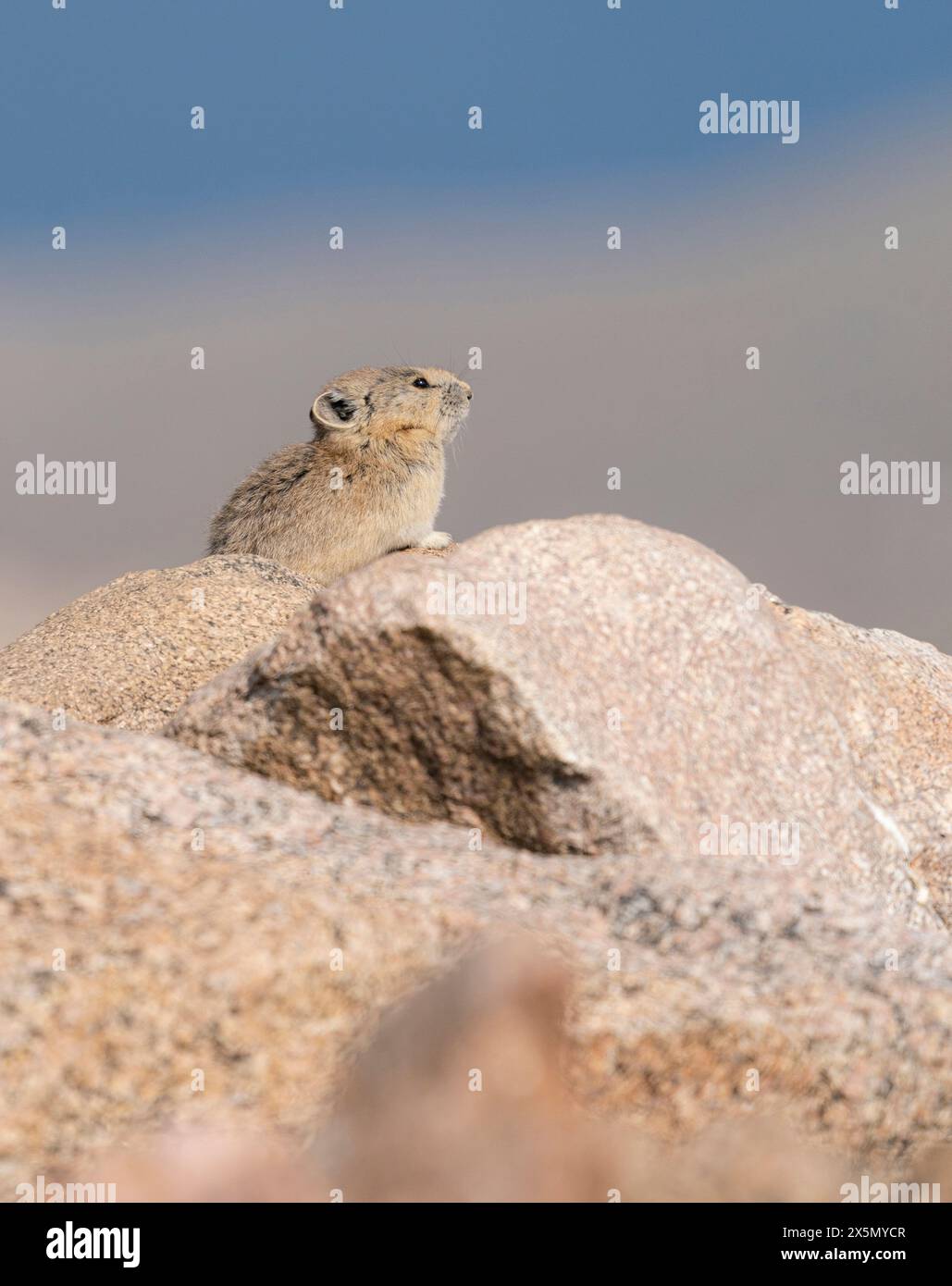 American pika seen along rock crevices, Mount Evans Wilderness ...