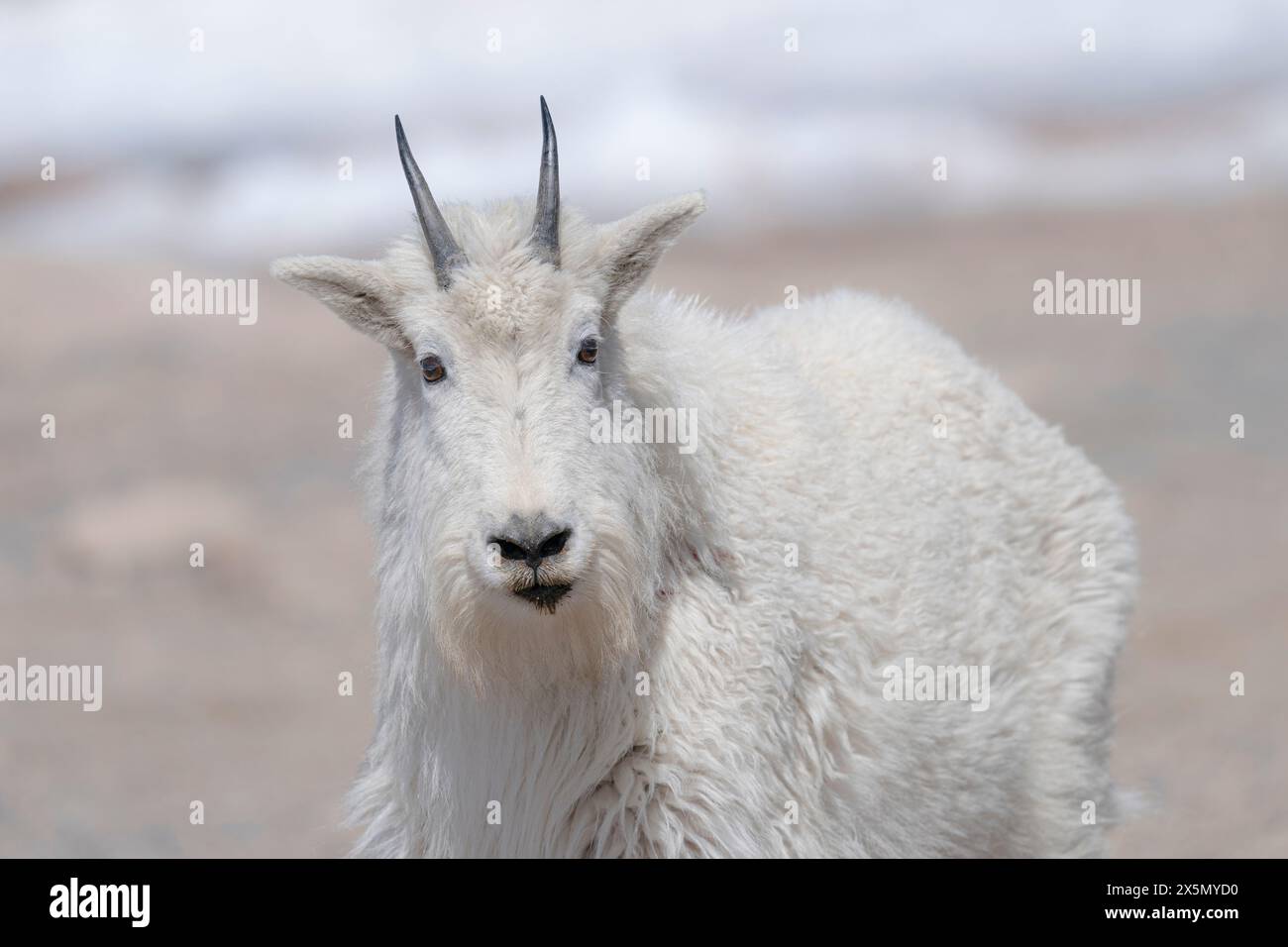 Young mountain goat suffered some kind of injury, Rocky Mountain goat ...