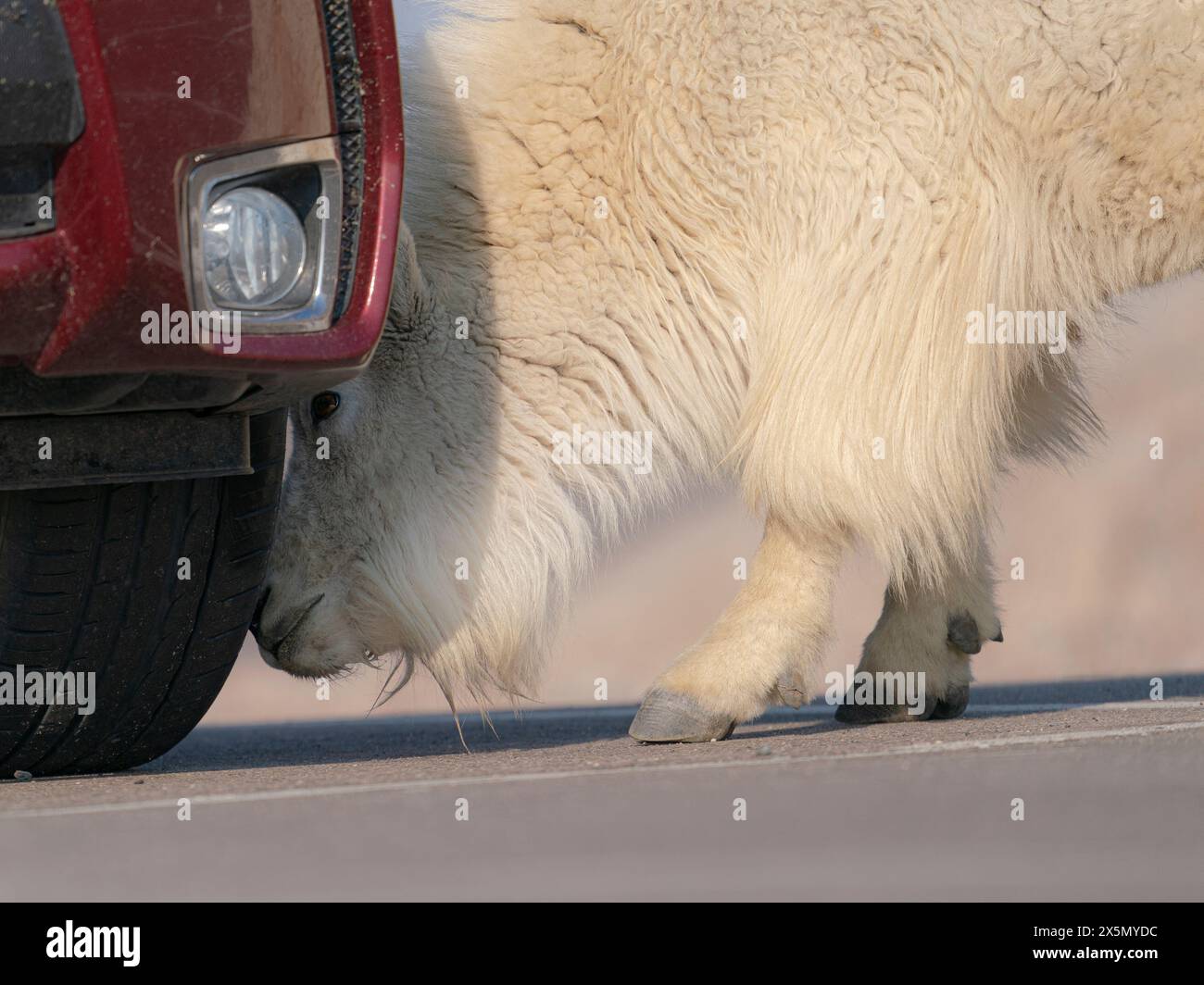 Rocky Mountain goat checking for minerals underneath vehicle, Mount ...