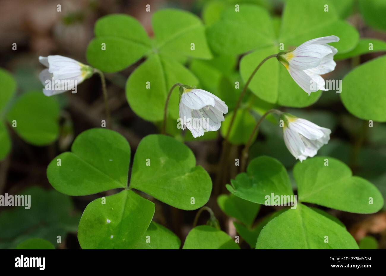 Wood Sorrel with white flowers growing in the forest in spring time ...