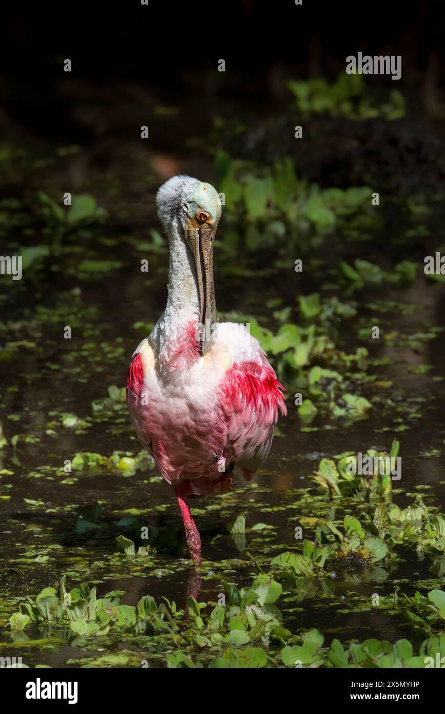 Roseate spoonbills at Corkscrew Swamp Sanctuary Stock Photo - Alamy