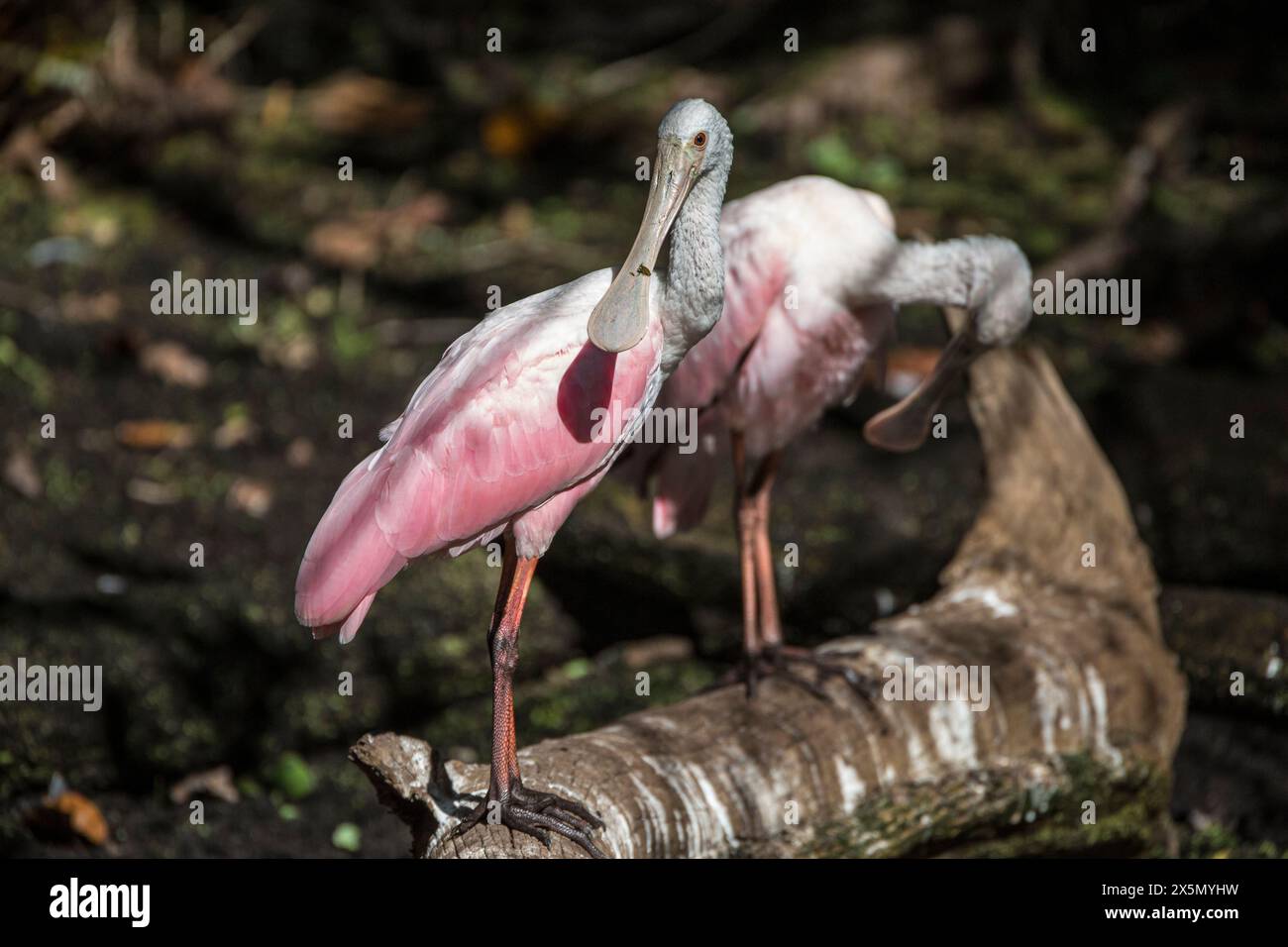 Roseate spoonbills at Corkscrew Swamp Sanctuary Stock Photo - Alamy