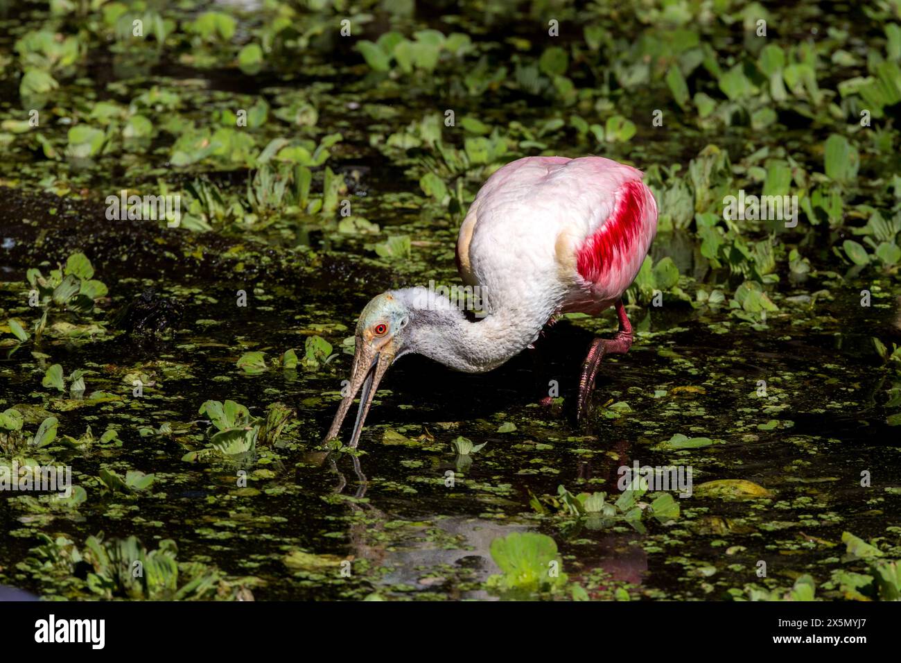 Roseate spoonbills at Corkscrew Swamp Sanctuary Stock Photo - Alamy