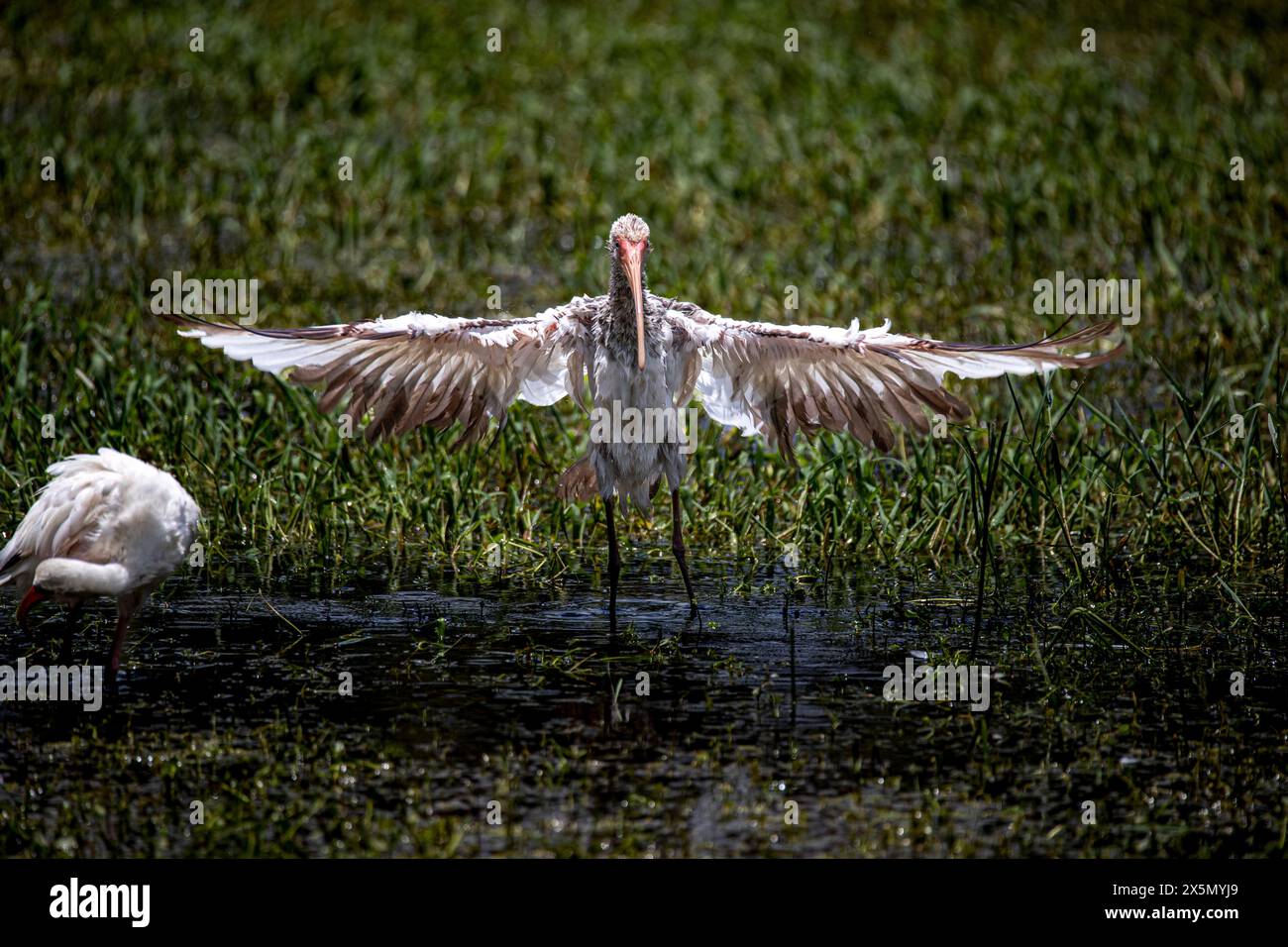 A young and immature white ibis shake water off after bathing Stock ...