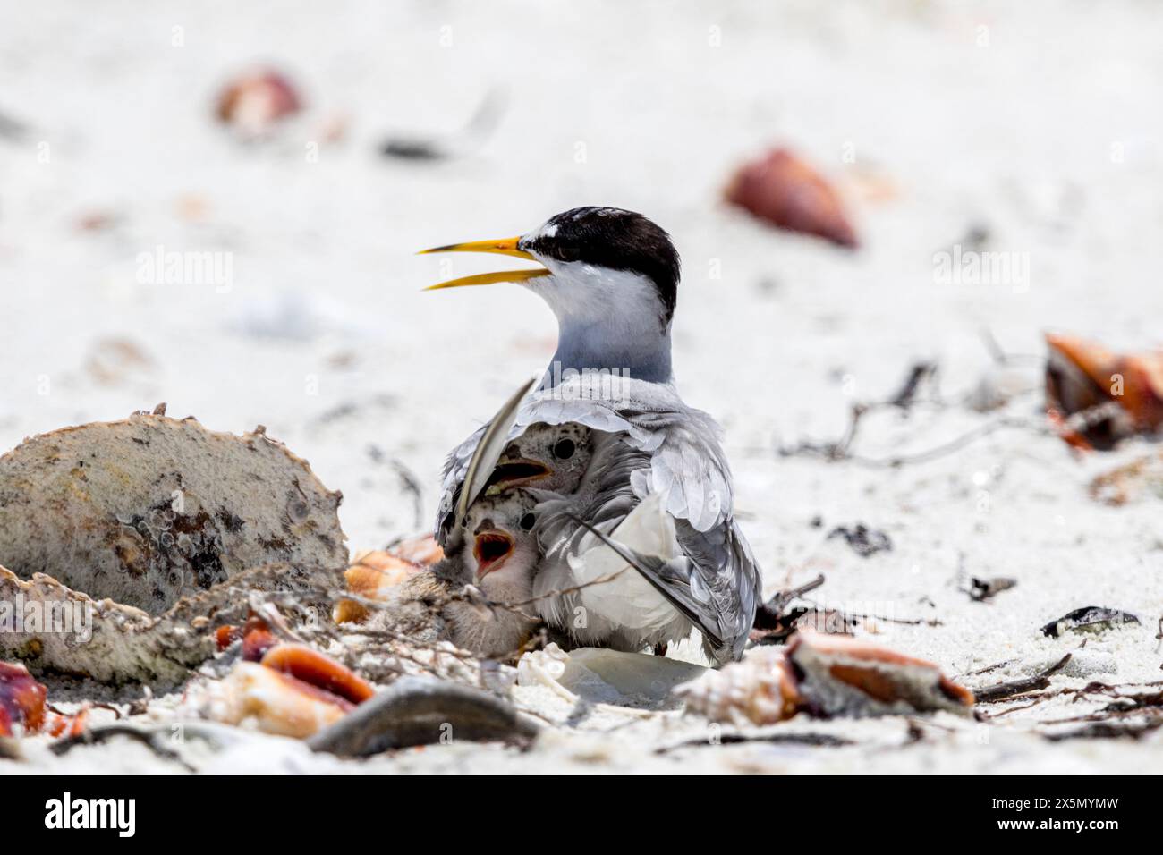 Take cover hi-res stock photography and images - Alamy