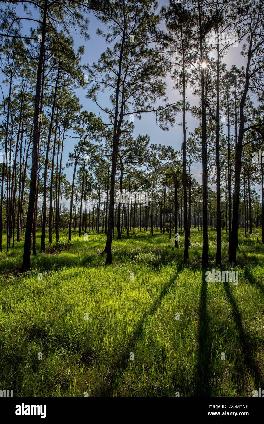 Using fire and removing invasive species, a slash pine forest is ...