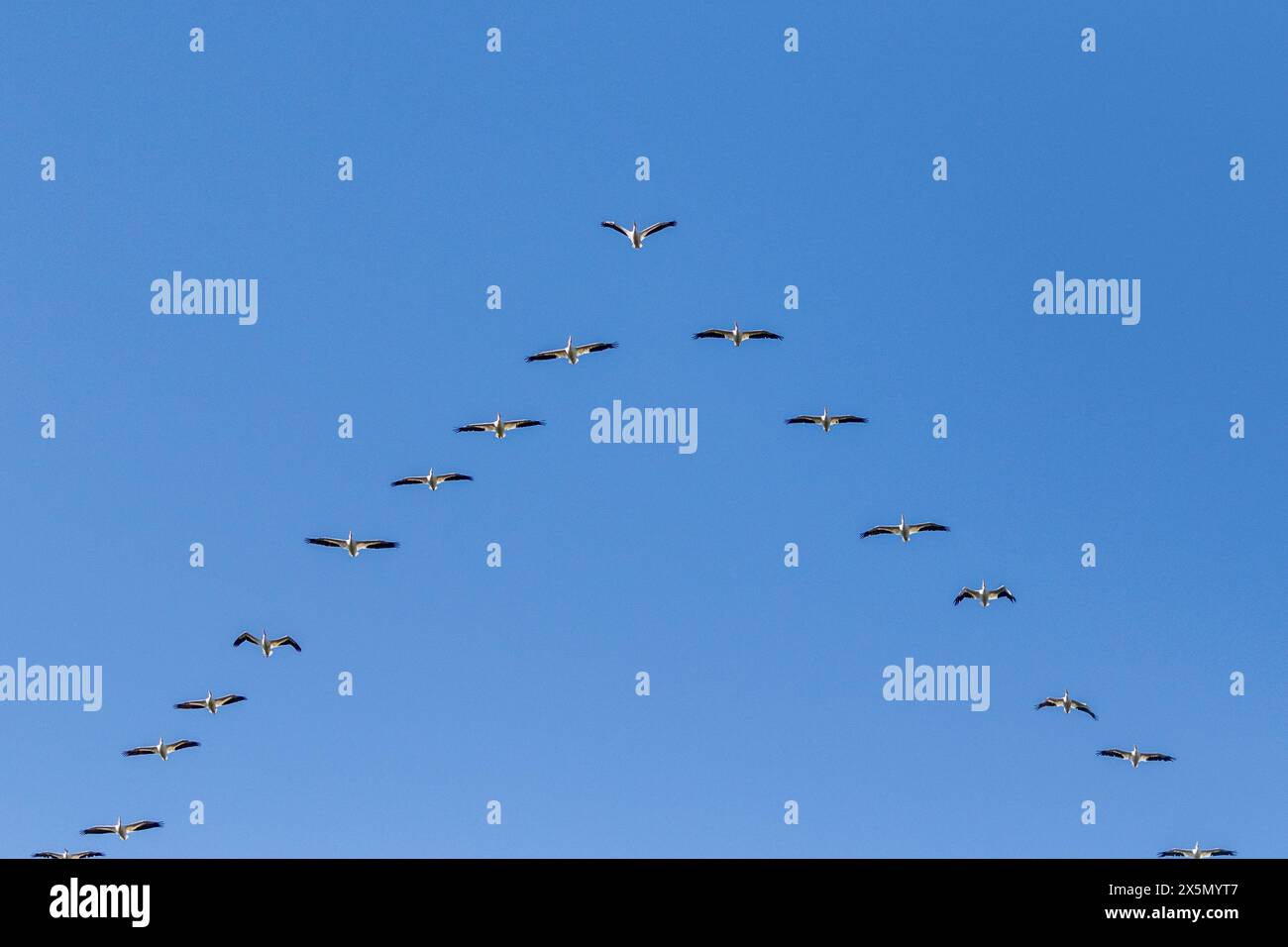 Typical V-formation of flying white pelicans Stock Photo - Alamy