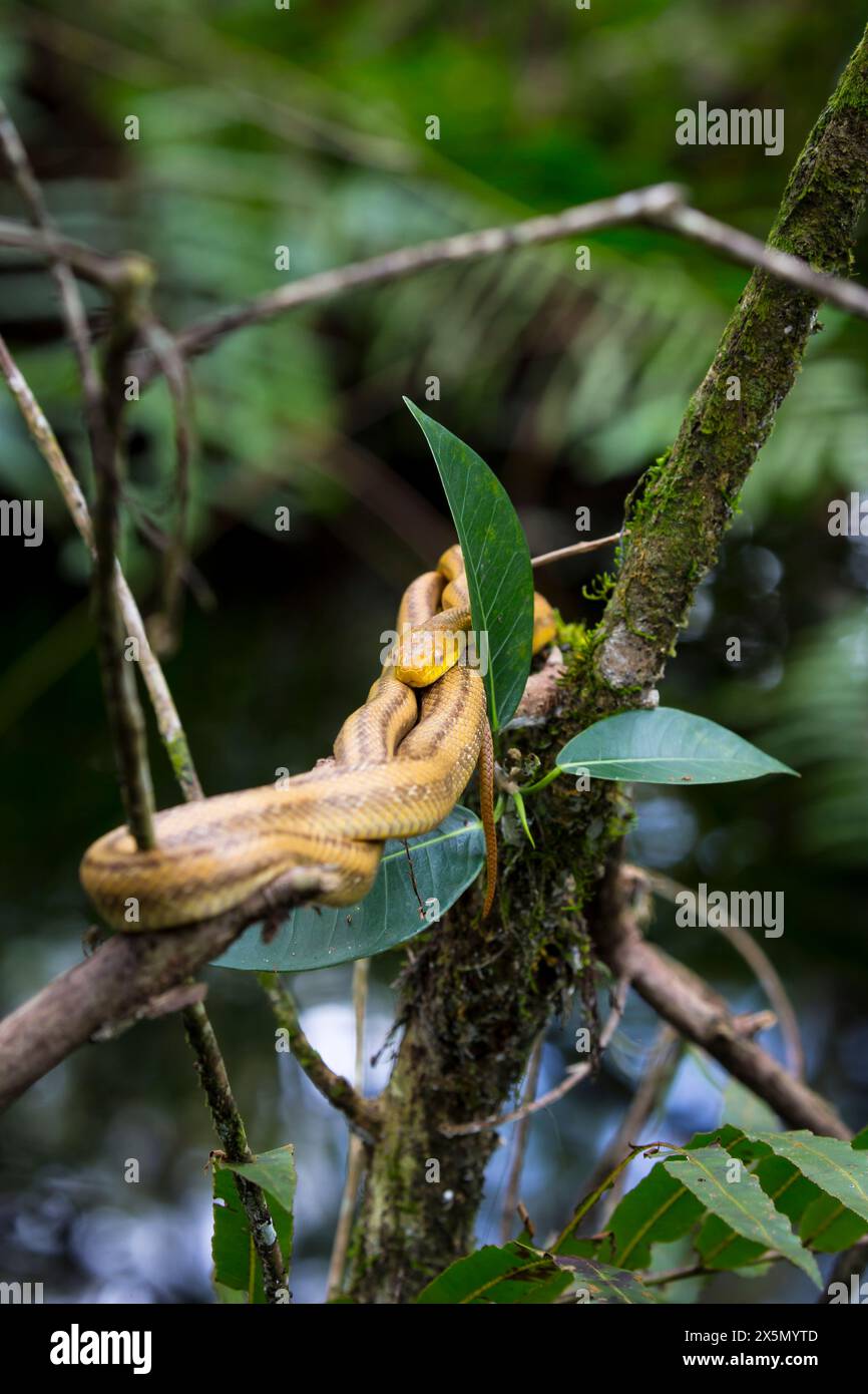 Yellow tree snake hi-res stock photography and images - Alamy