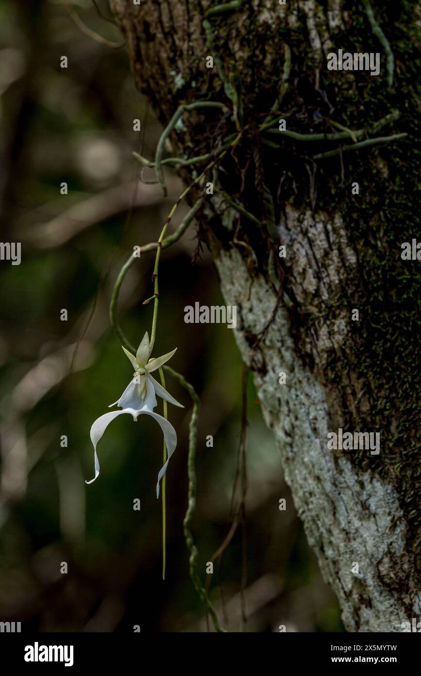 The rare Ghost Orchid grows on a tree in south Florida Stock Photo - Alamy