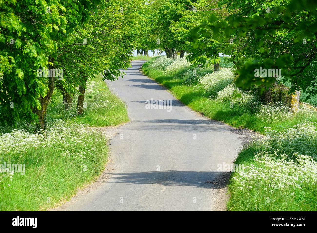 Cow parsley lined lane from Buckland to Barkway Stock Photo - Alamy