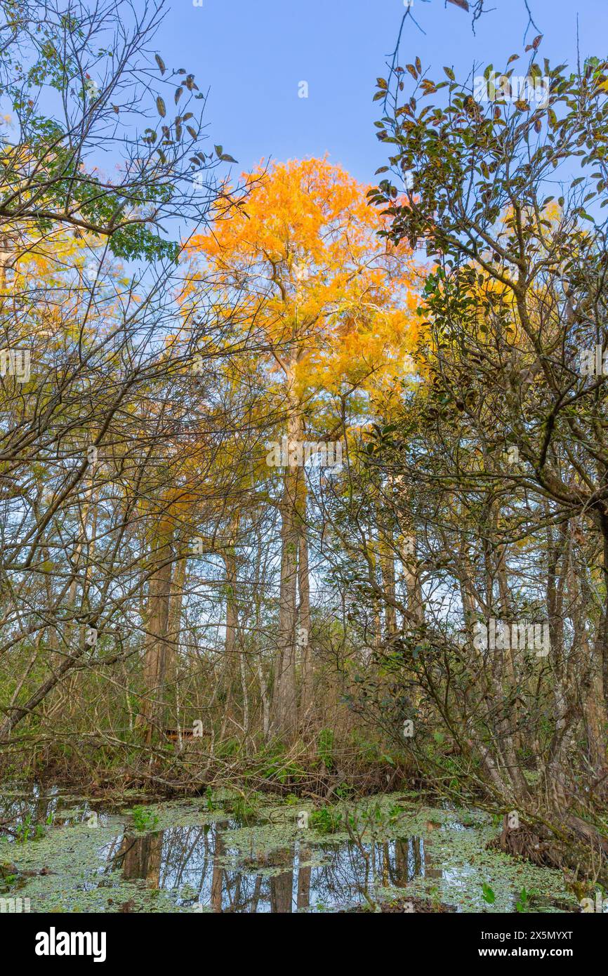 landscape image of fall foliage at Corkscrew Swamp Sanctuary Stock ...