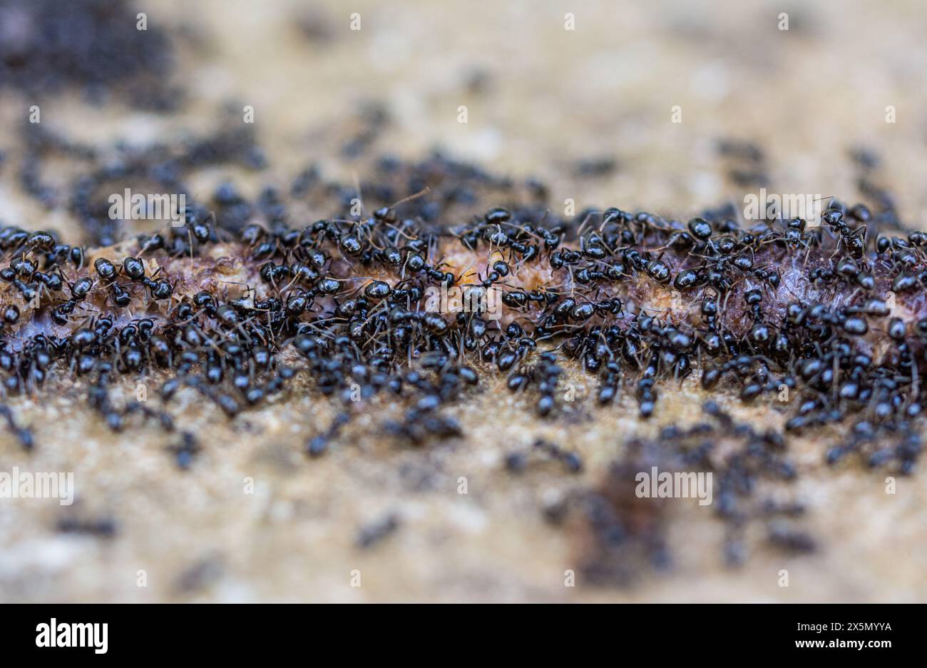 Black ants feasting Stock Photo - Alamy