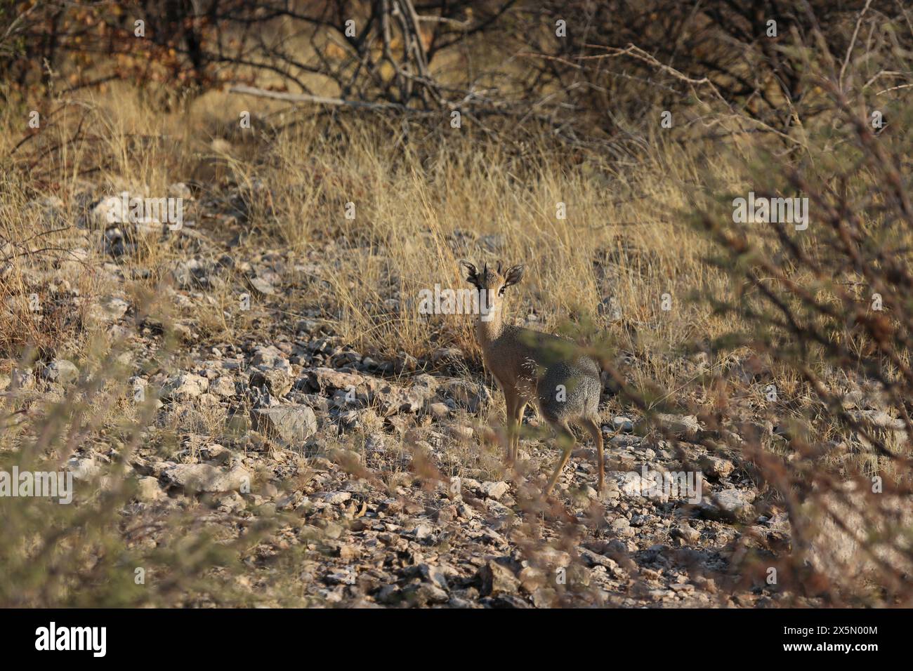 Female male dik standing hi-res stock photography and images - Alamy