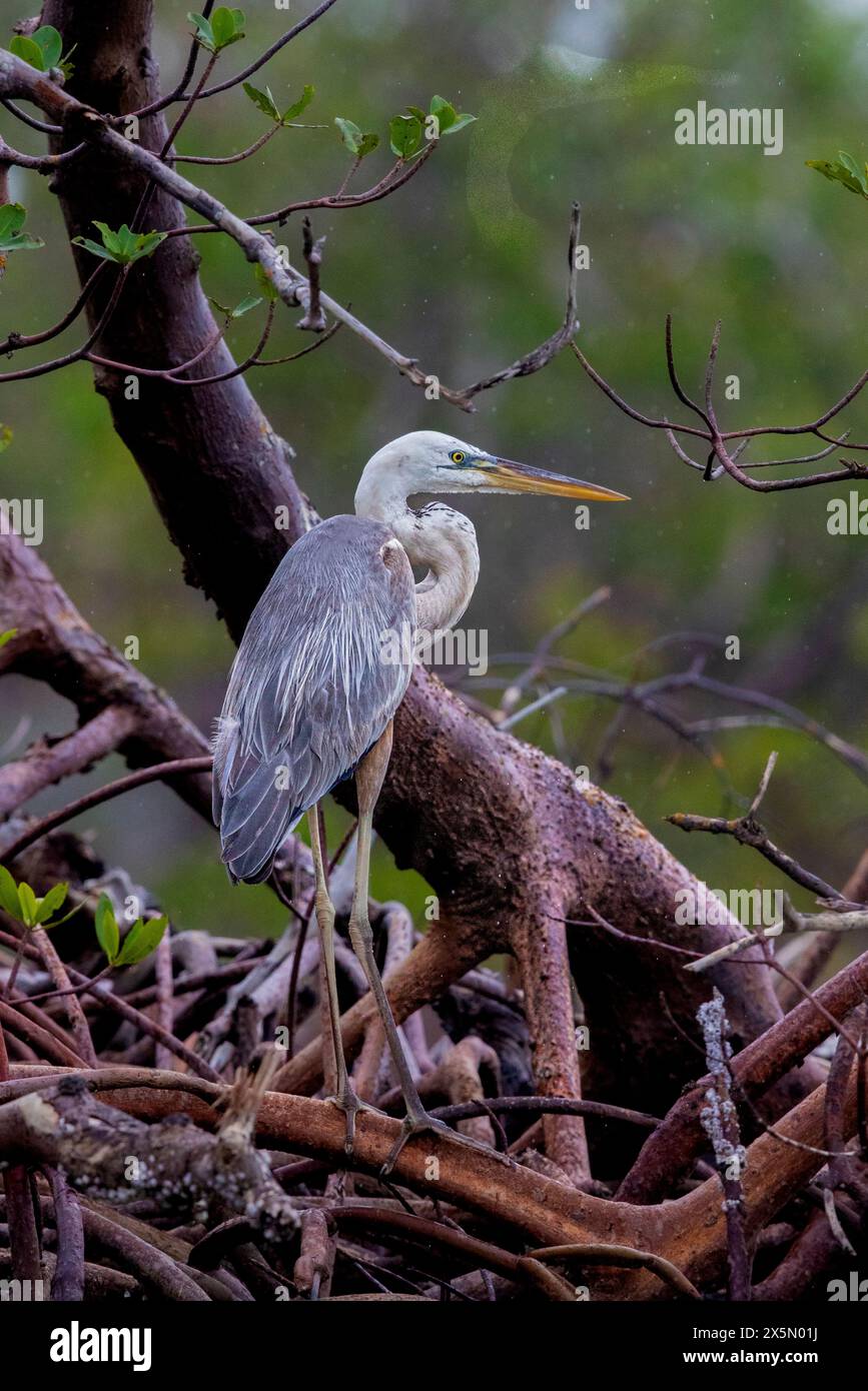 Intermediate morph hi-res stock photography and images - Alamy