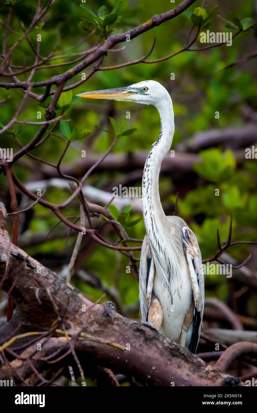 A Wurdemann's Heron, an intermediate morph of a great blue heron, among ...