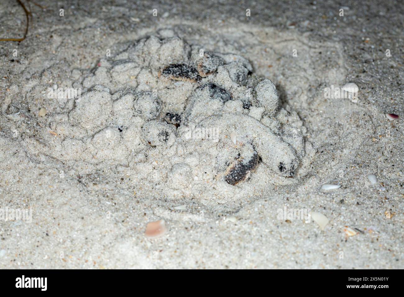 Hatching loggerhead see turtles emerge out of the sand Stock Photo - Alamy