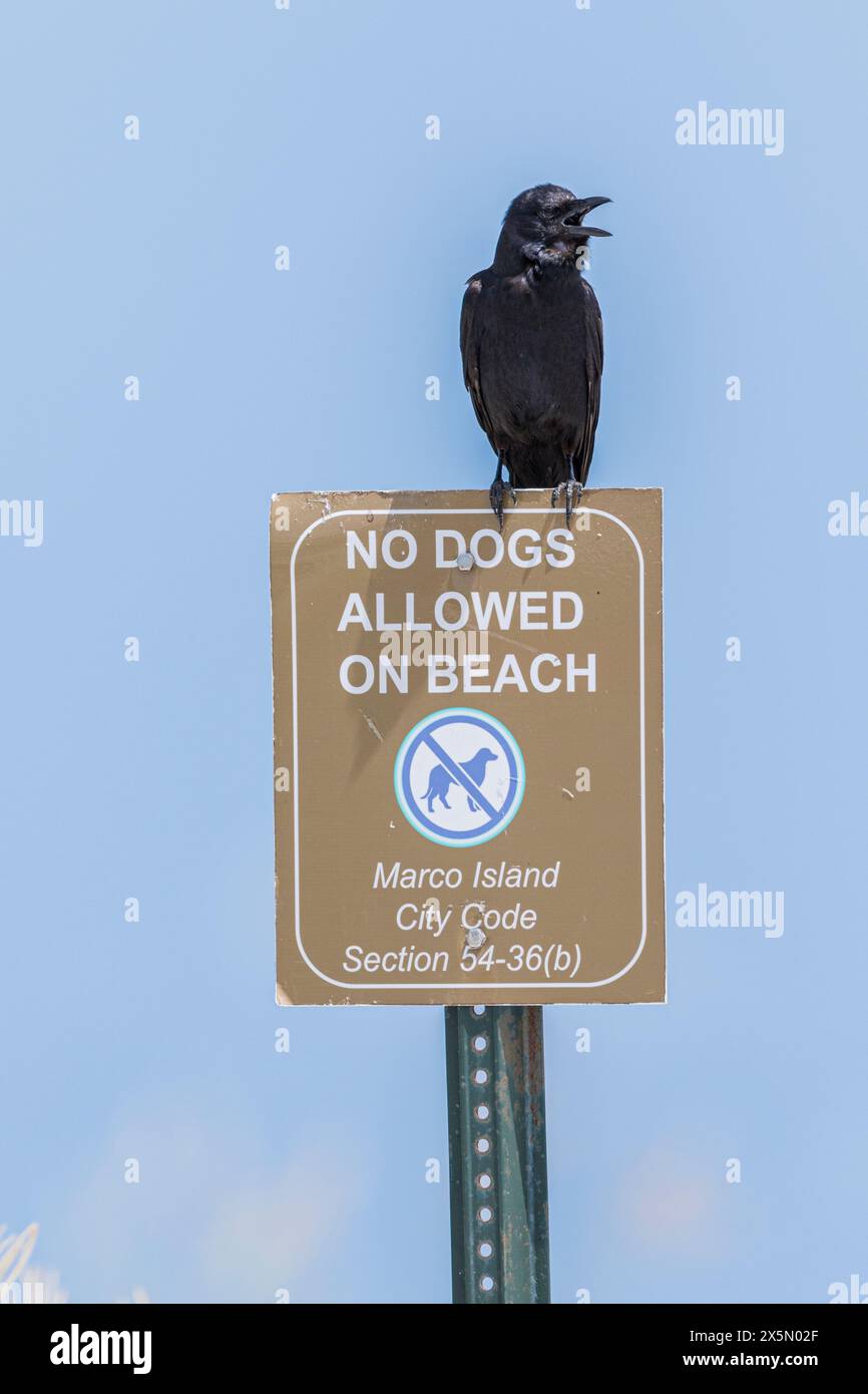 A fish crow calling Stock Photo - Alamy