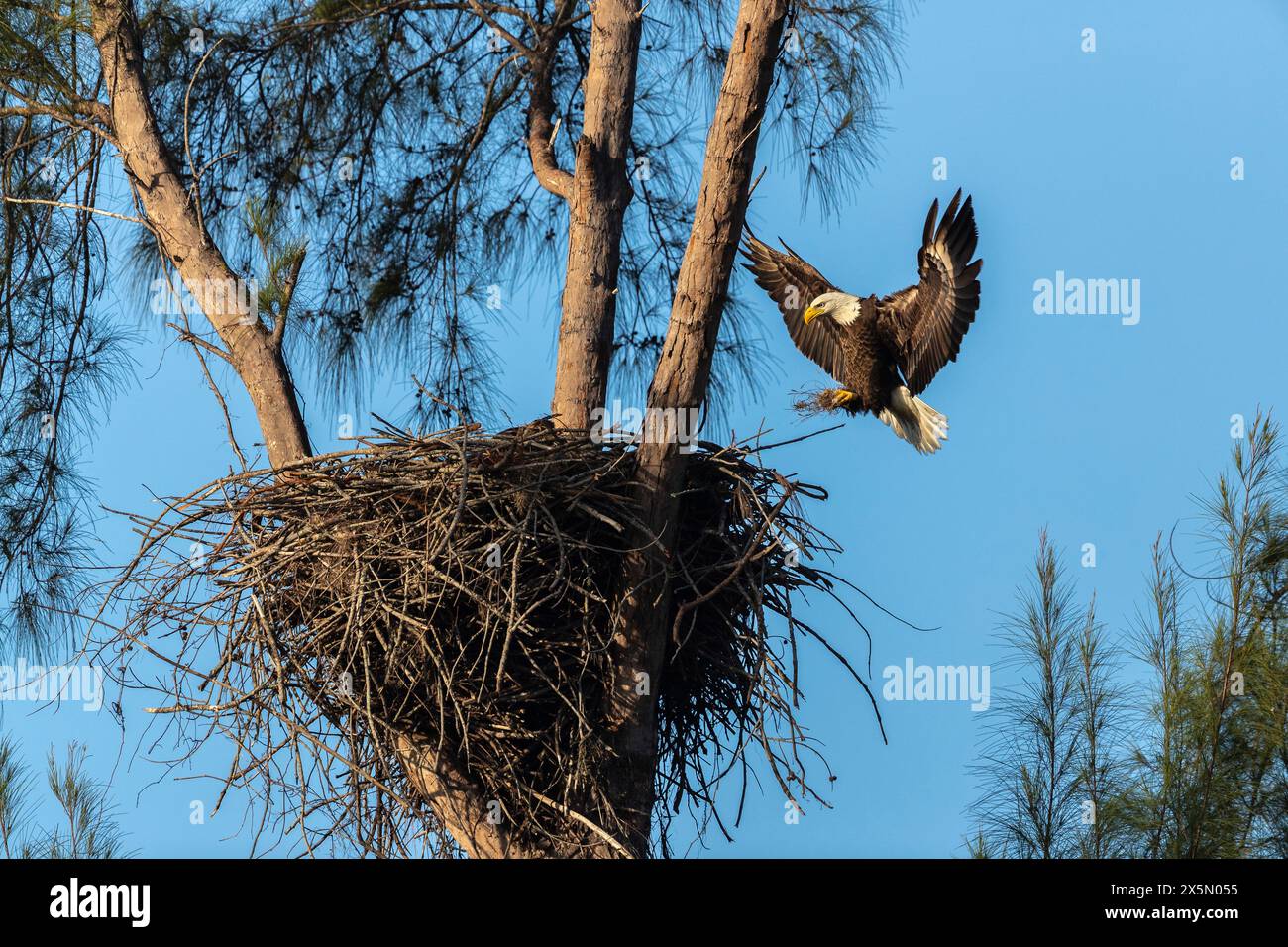 An adult bald eagle lands with new nesting material Stock Photo - Alamy