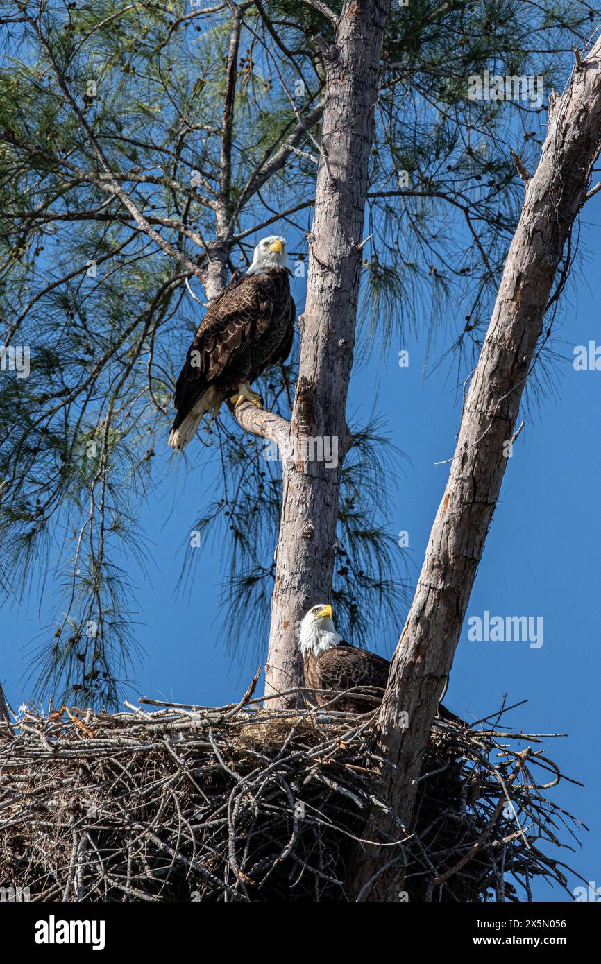 Nesting pair of bald eagles hi-res stock photography and images - Alamy