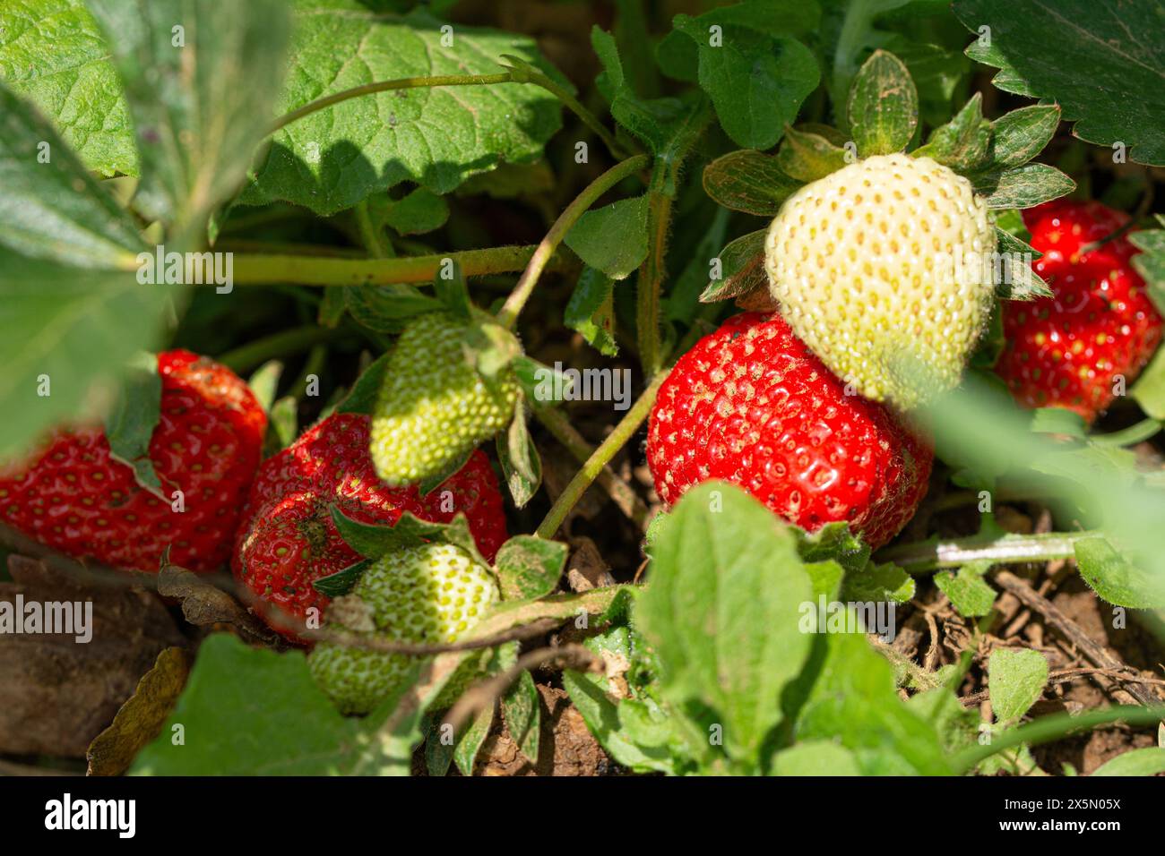 Growing garden with fruits and vegetables Stock Photo - Alamy