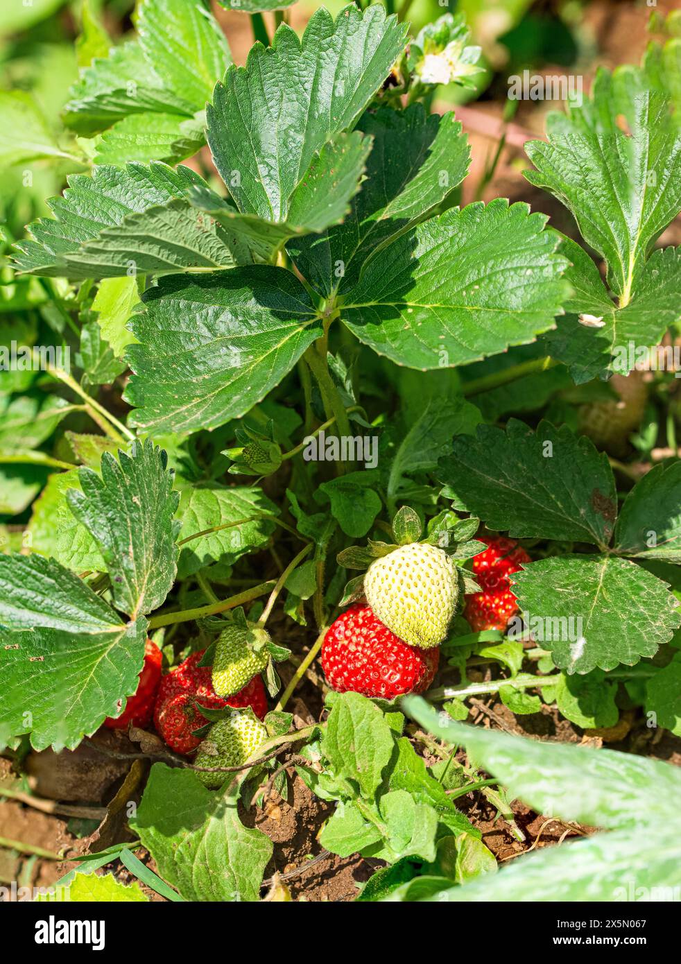 Growing garden with fruits and vegetables Stock Photo - Alamy