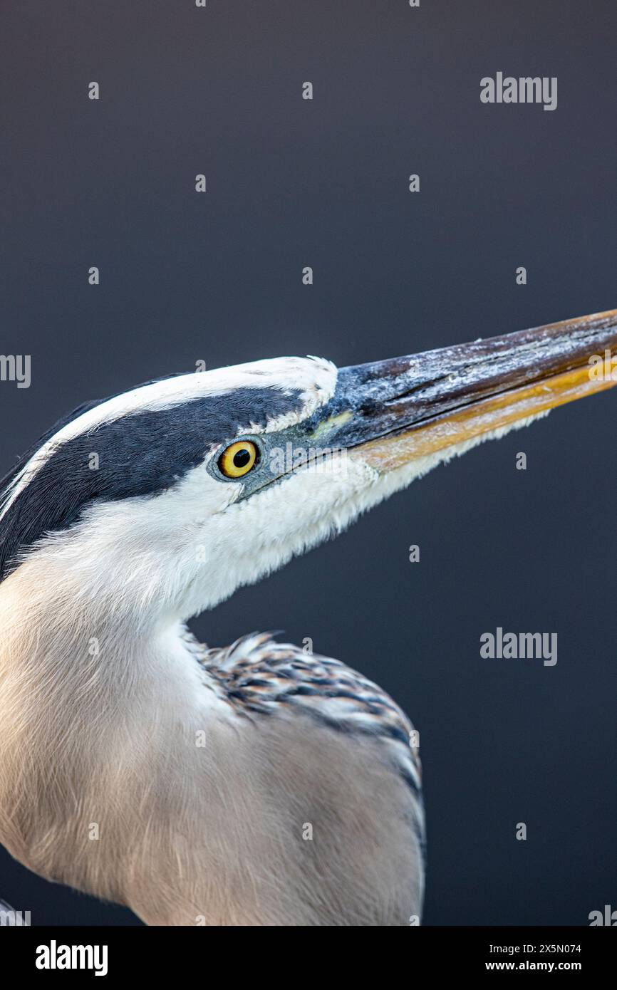 A great blue heron looking on Stock Photo - Alamy