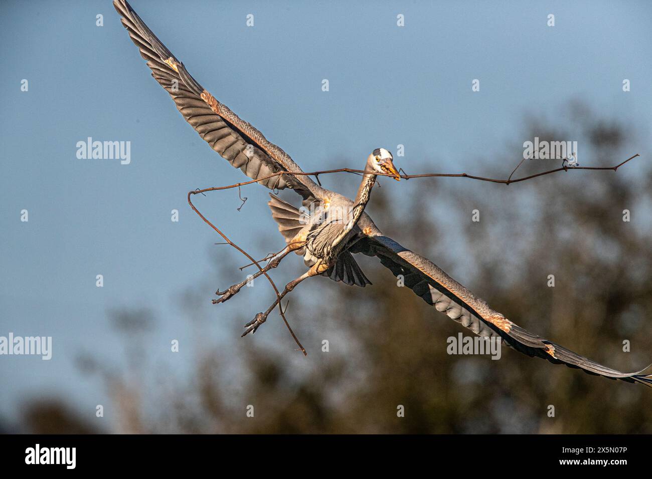 A great blue heron, landing, bringing nest building material Stock ...