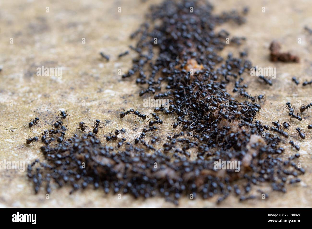 Black ants feasting Stock Photo - Alamy