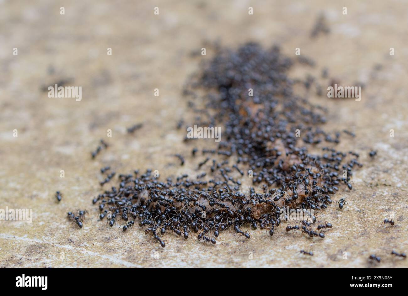 Ants feasting hi-res stock photography and images - Alamy