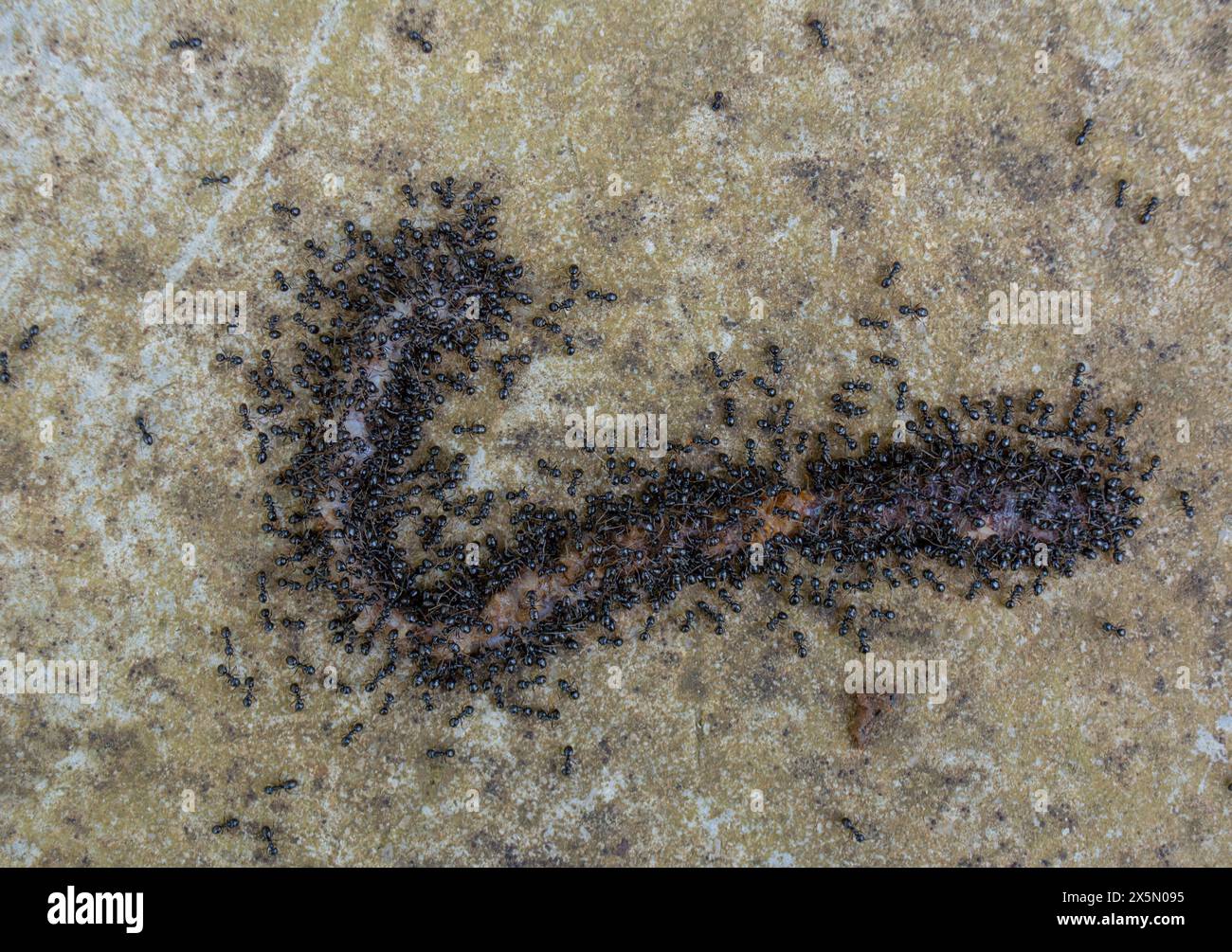 Ants feasting hi-res stock photography and images - Alamy