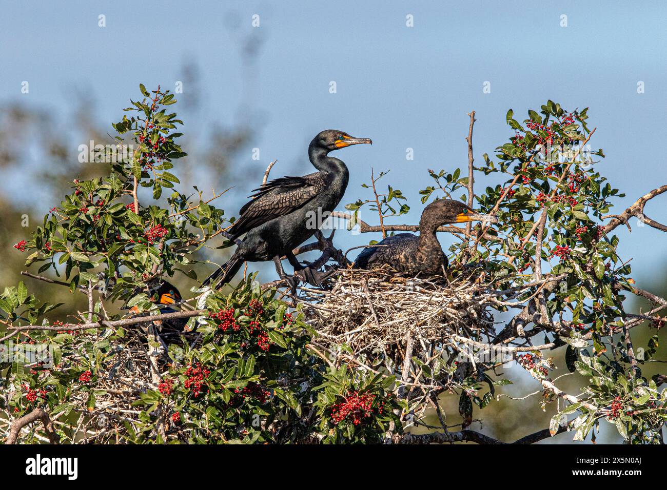 Piscivoruos hi-res stock photography and images - Alamy