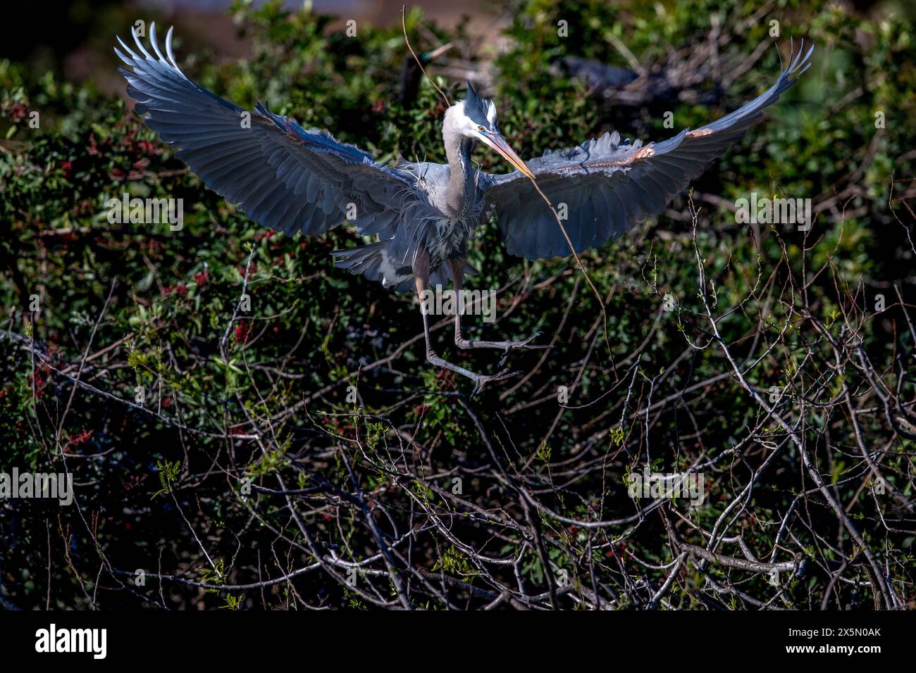 A great blue heron, landing, bringing nest building material Stock ...