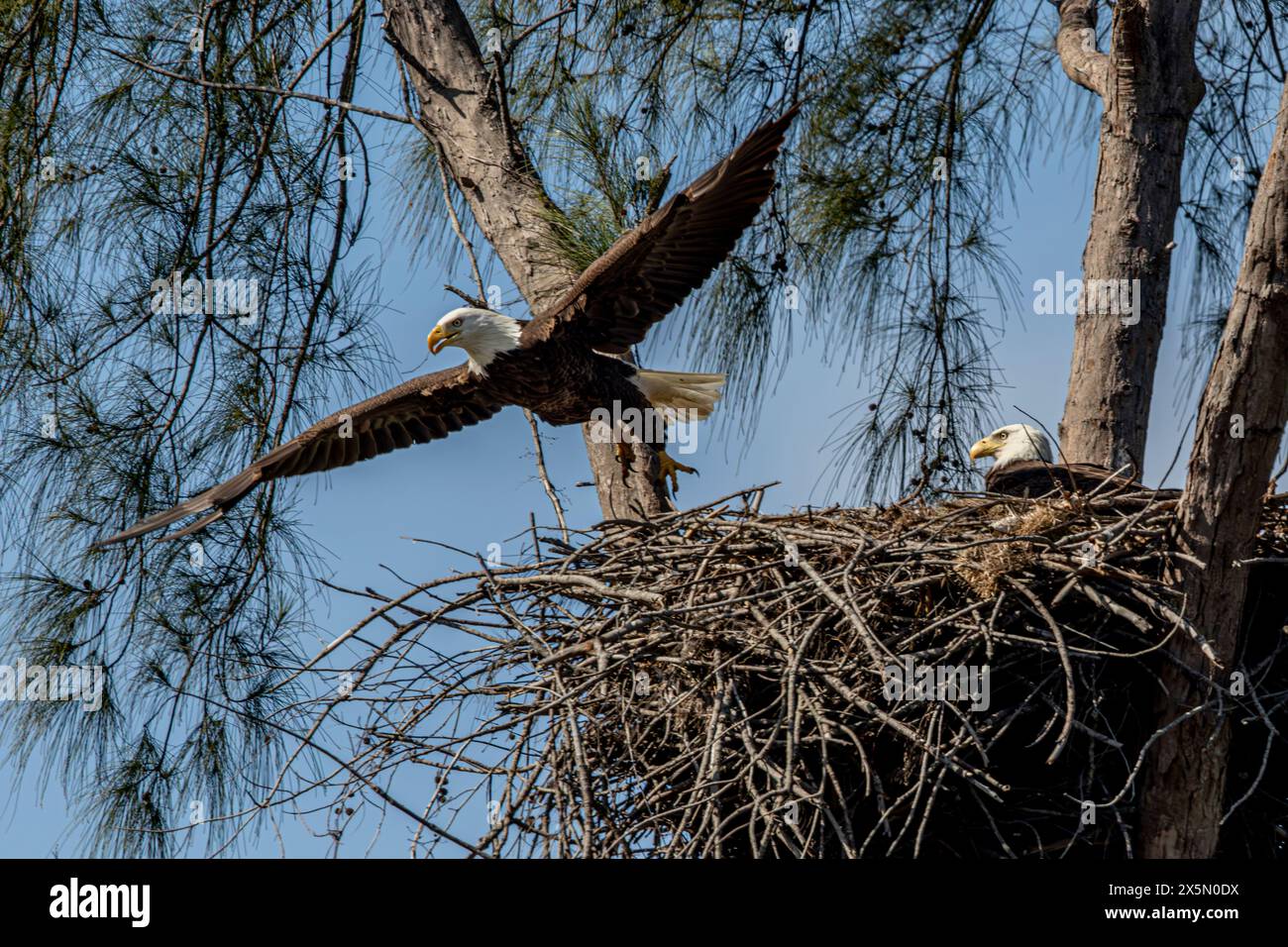 Nesting bald eagles with young on Marco Island, Florida Stock Photo - Alamy