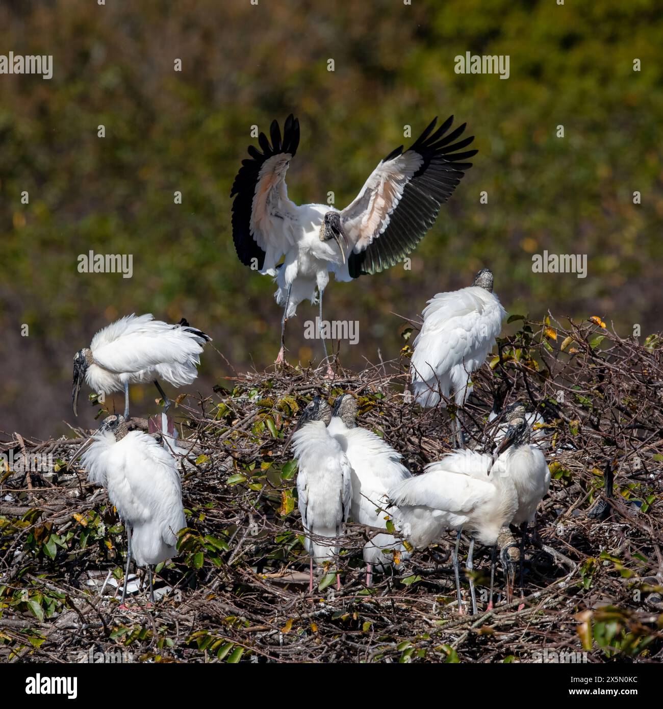 An endangered wood stork lands among colonial nests in a rookery Stock ...