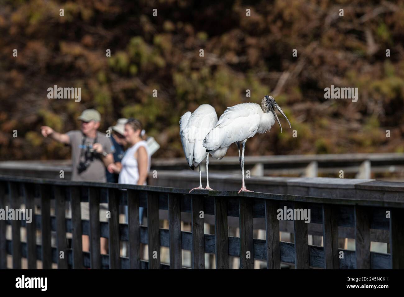 A pair of endangered wood storks at ease on a board walk with people. (Editorial Use Only Stock ...