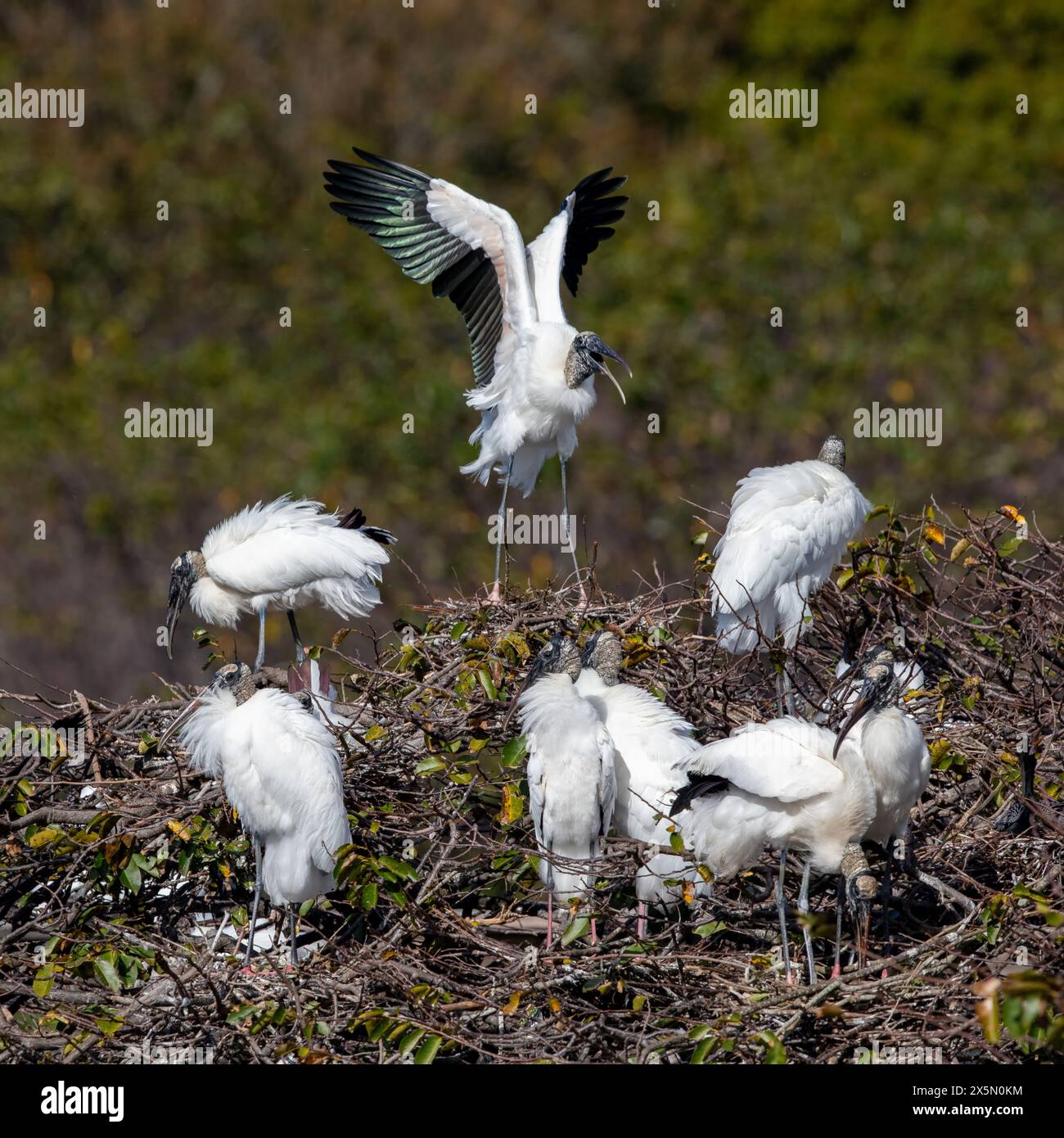 An endangered wood stork lands among colonial nests in a rookery Stock ...