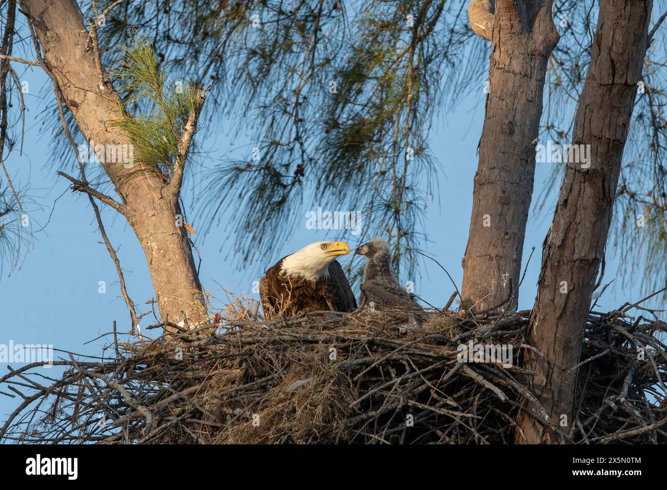 Nesting bald eagles with young on Marco Island, Florida Stock Photo - Alamy